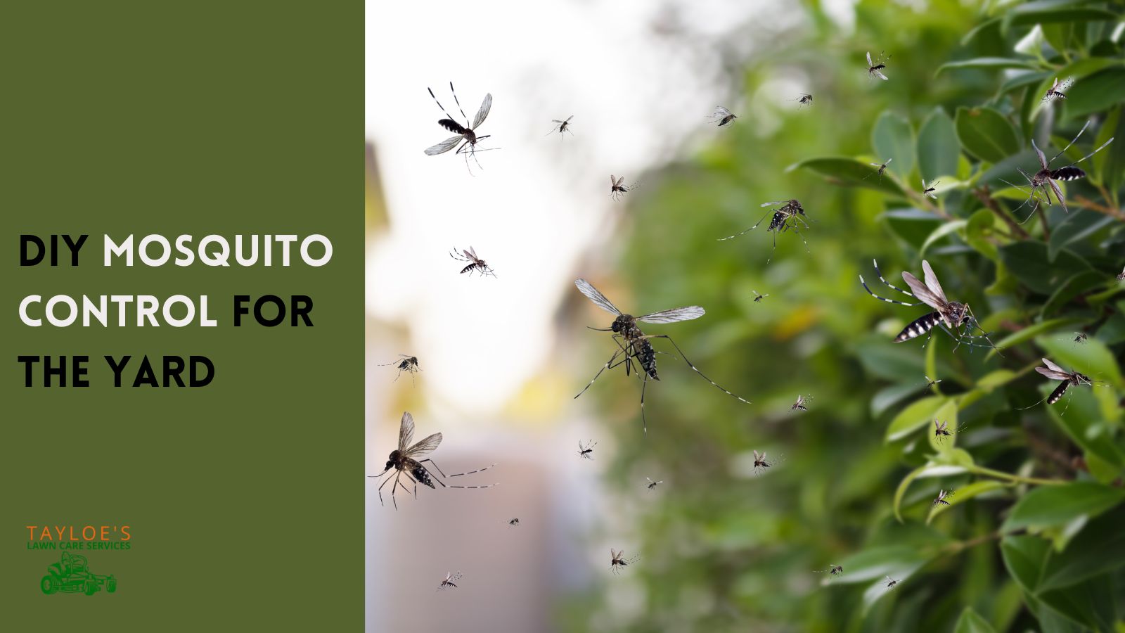 DIY mosquito control tips for the yard - Tayloe's Lawn Care Services, LLC