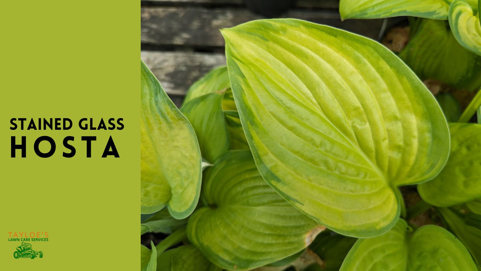 Stained glass hosta guide - Tayloe's Lawn Care Services, LLC