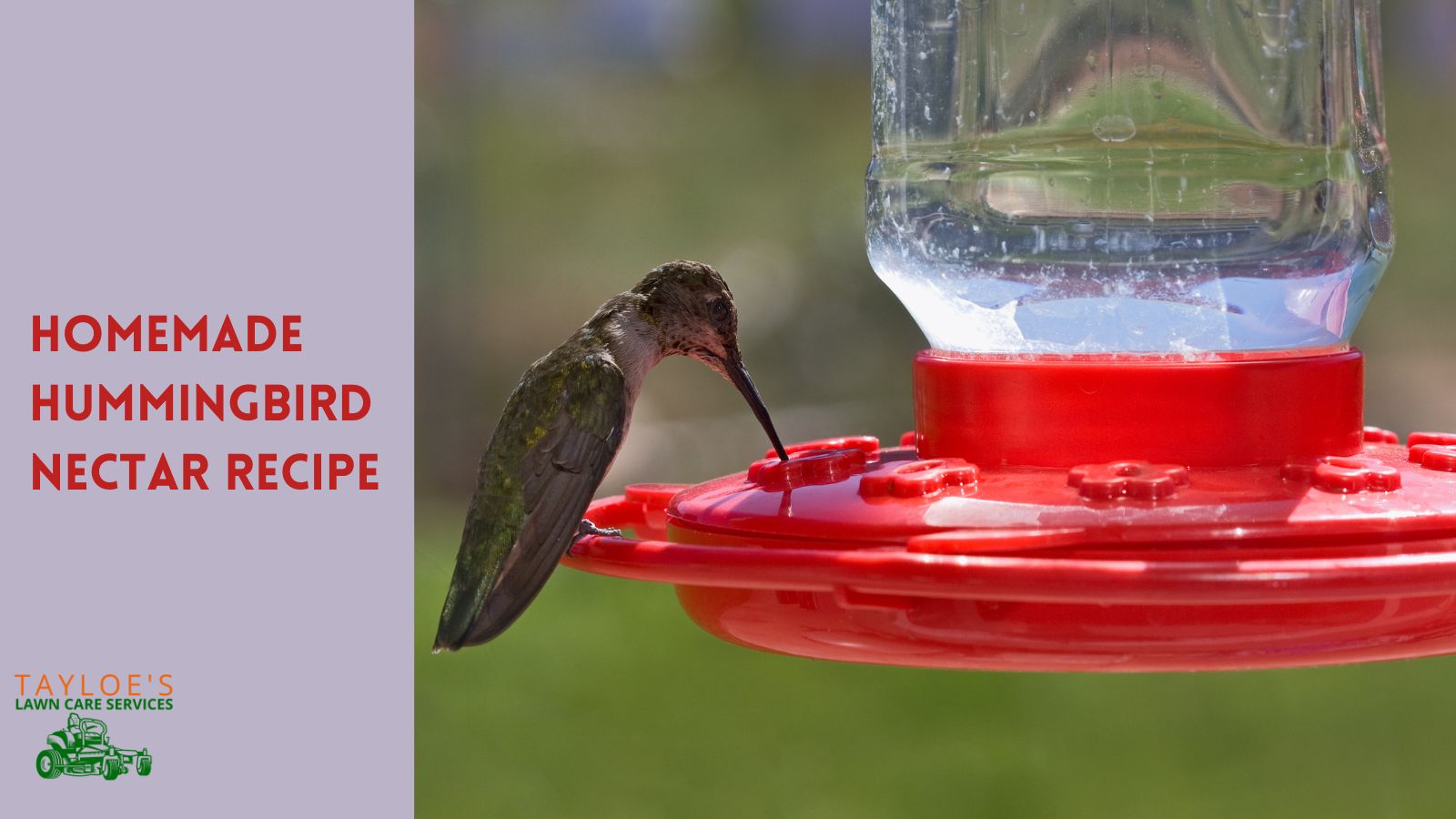 Simple hummingbird nectar recipe to attract birds - Tayloe's Lawn Care ...