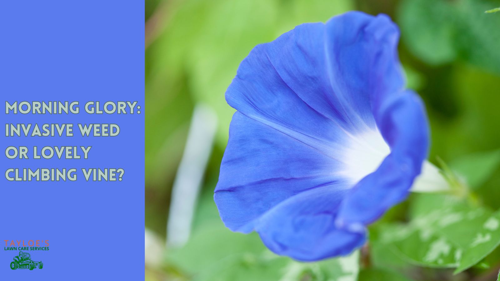 Morning Glory: Lovely flowering vine or invasive species? - Tayloe's ...