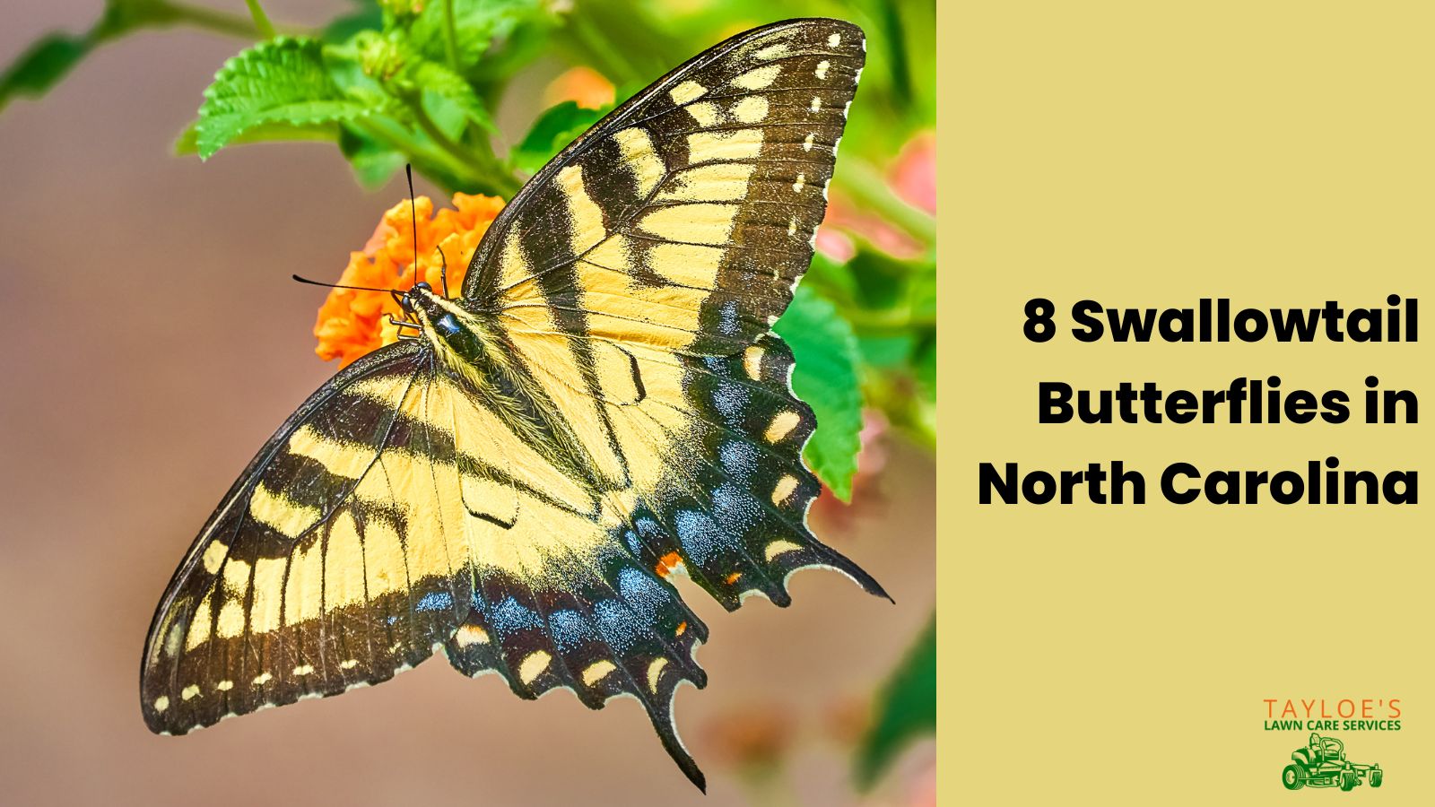 Swallowtail Butterflies: Meet 8 species you'll find in North Carolina