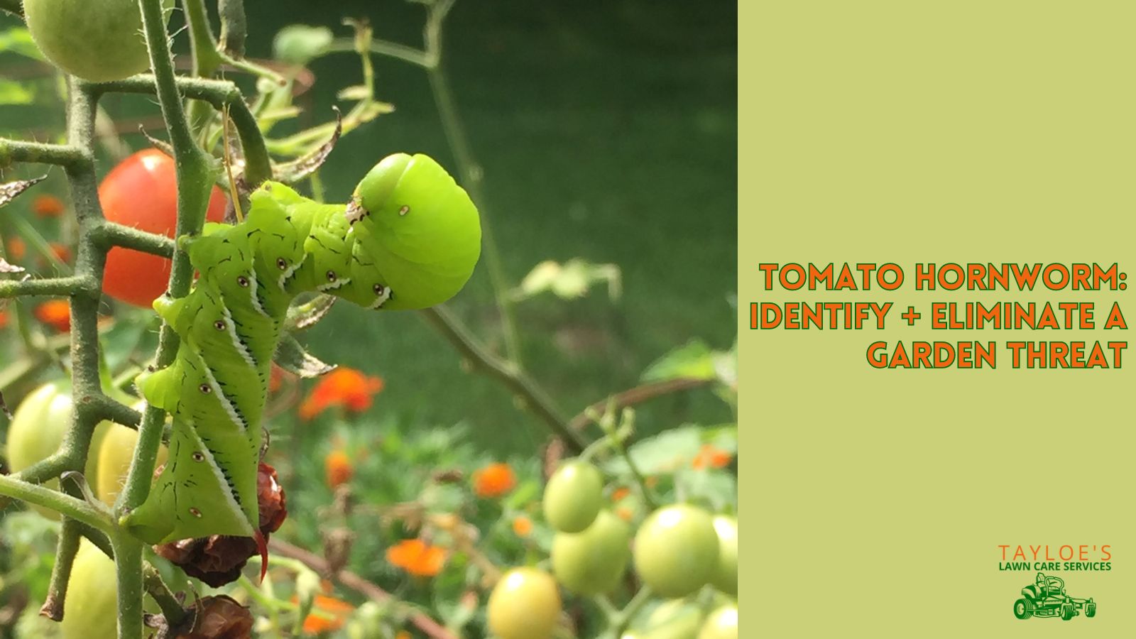 Tomato Hornworm: Identify + eliminate a garden threat - Tayloe's Lawn Care Services, LLC