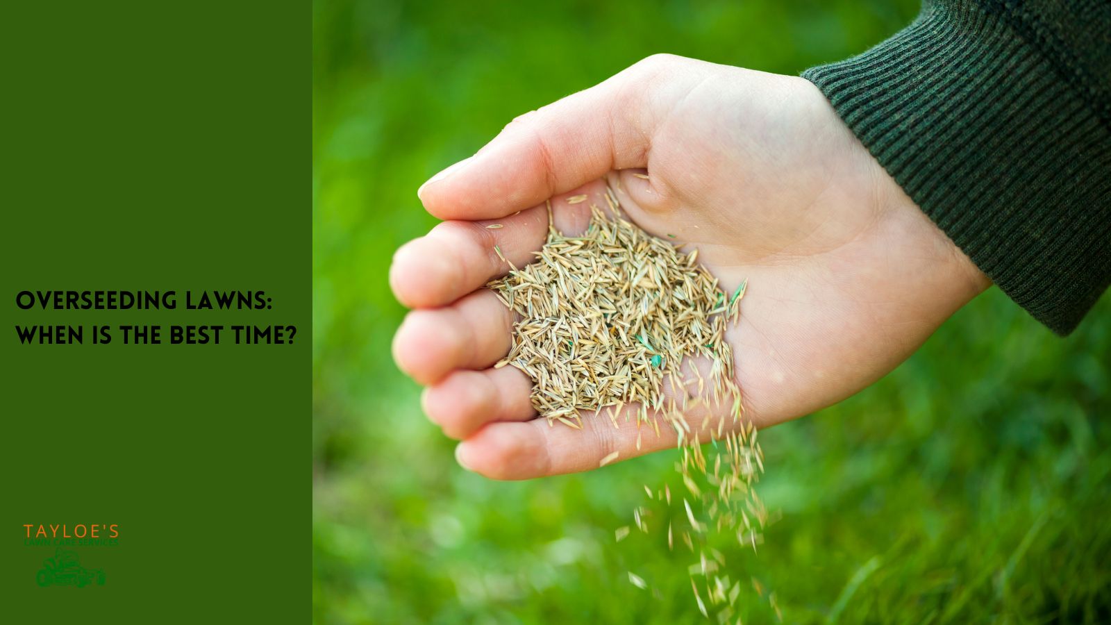 Overseeding Lawns: Pro landscaper explains the best timing - Tayloe's ...