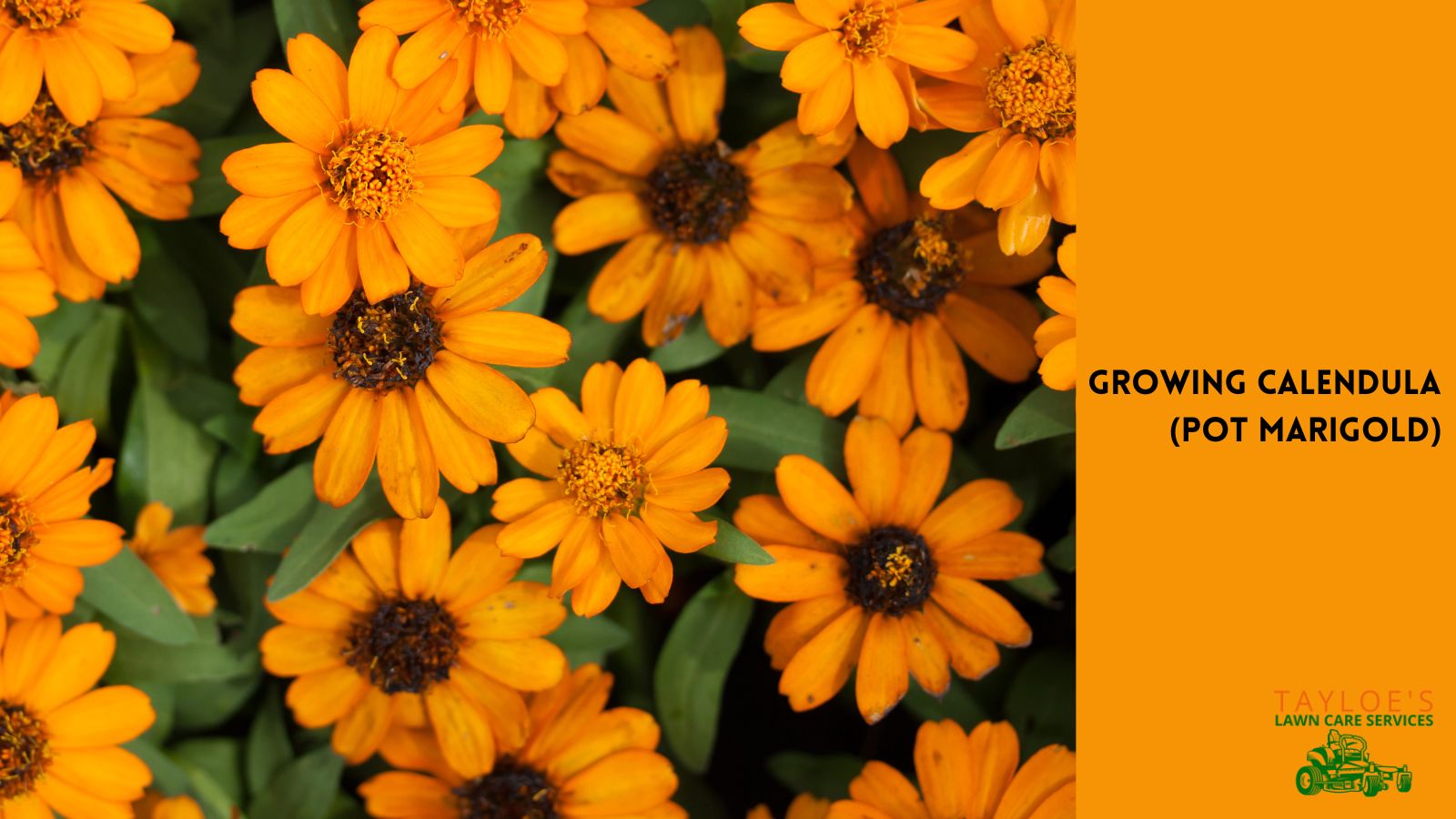 Pot Marigold: Calendula officinalis care and planting guide - Tayloe's ...