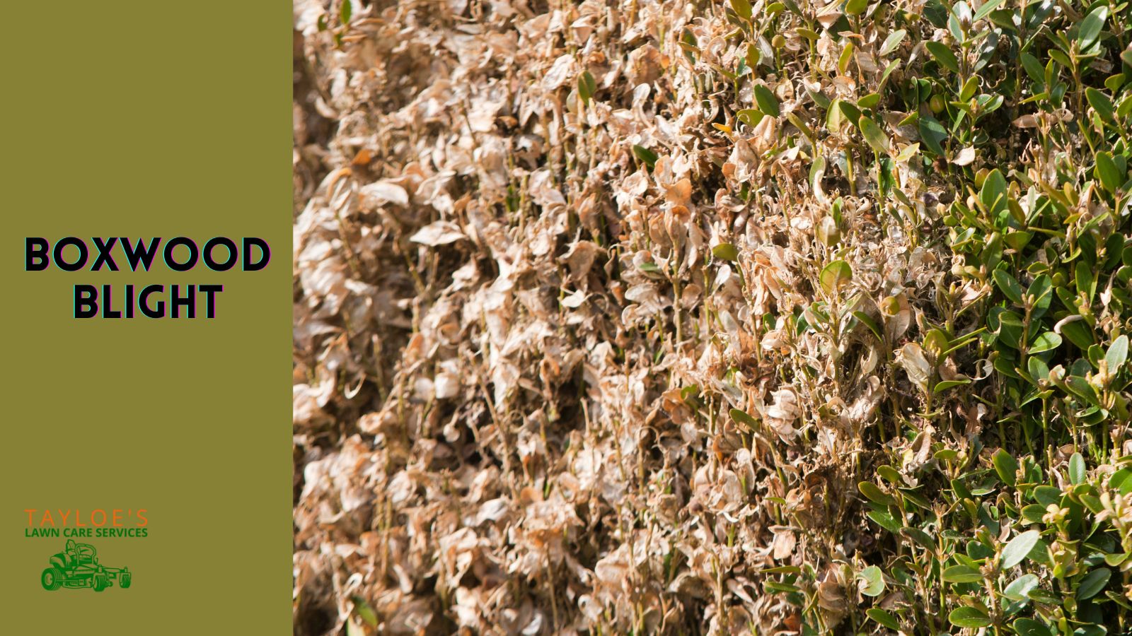 Boxwood Blight: Early identification + isolation | Tayloe's Lawn Care