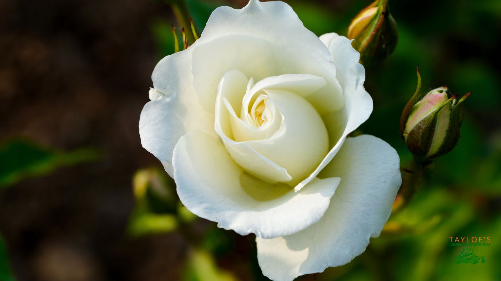 John F. Kennedy Rose care guide - Tayloes Lawn Care Services
