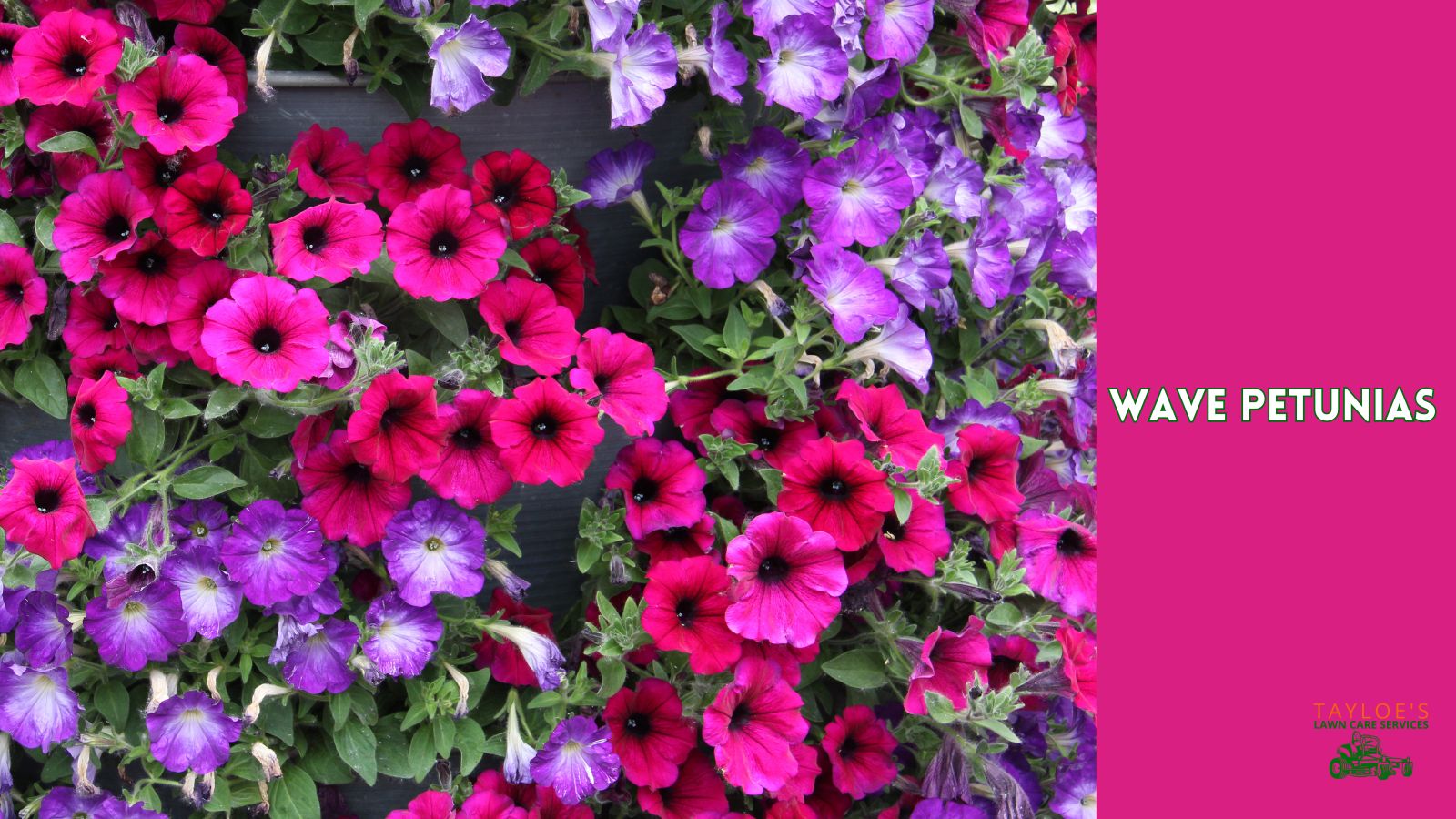 Wave petunia tips from a pro landscaper | Tayloe's Lawn Care Services, LLC