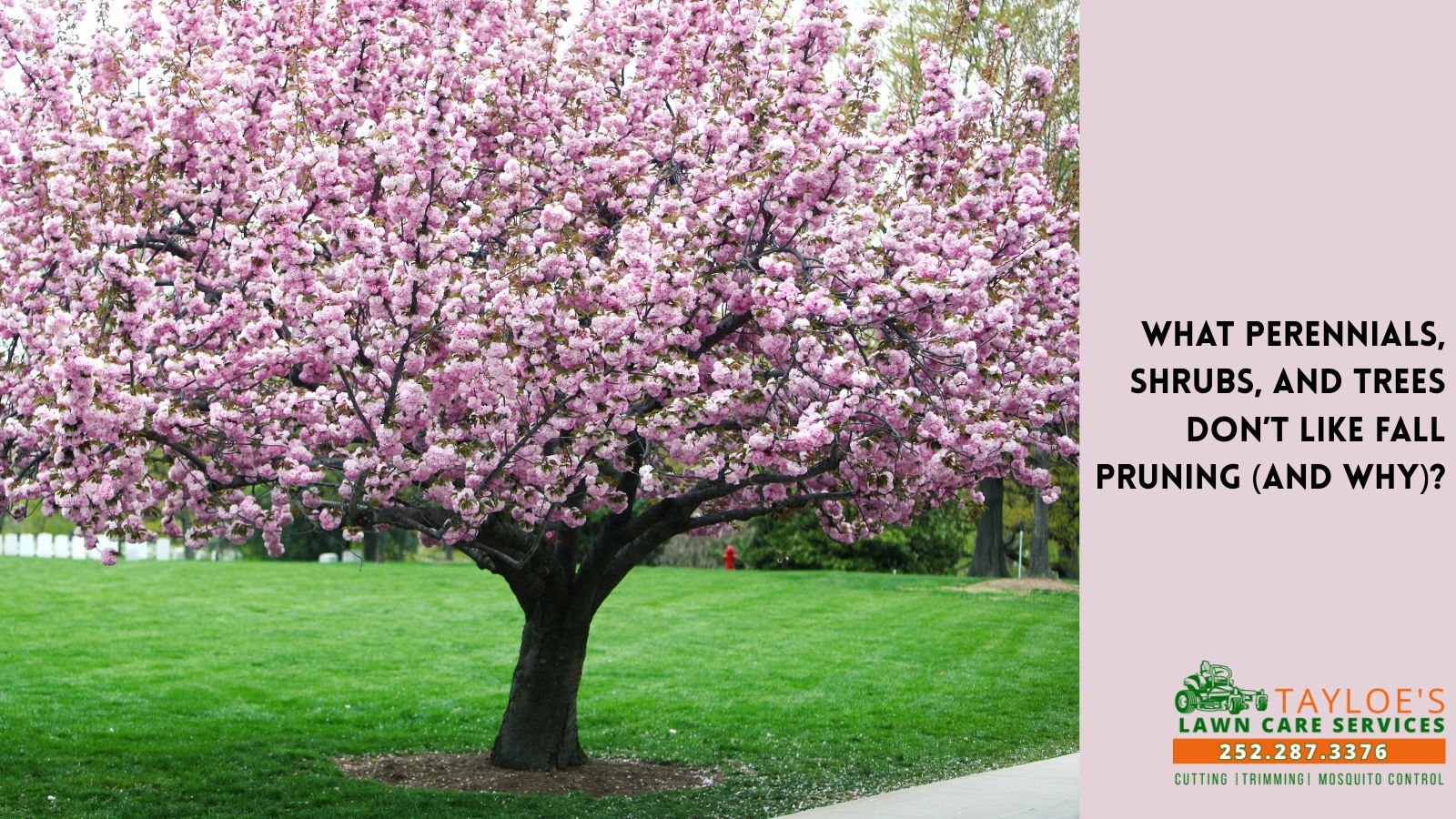 What plants don't like fall pruning - Tayloe's Lawn Care Services, LLC