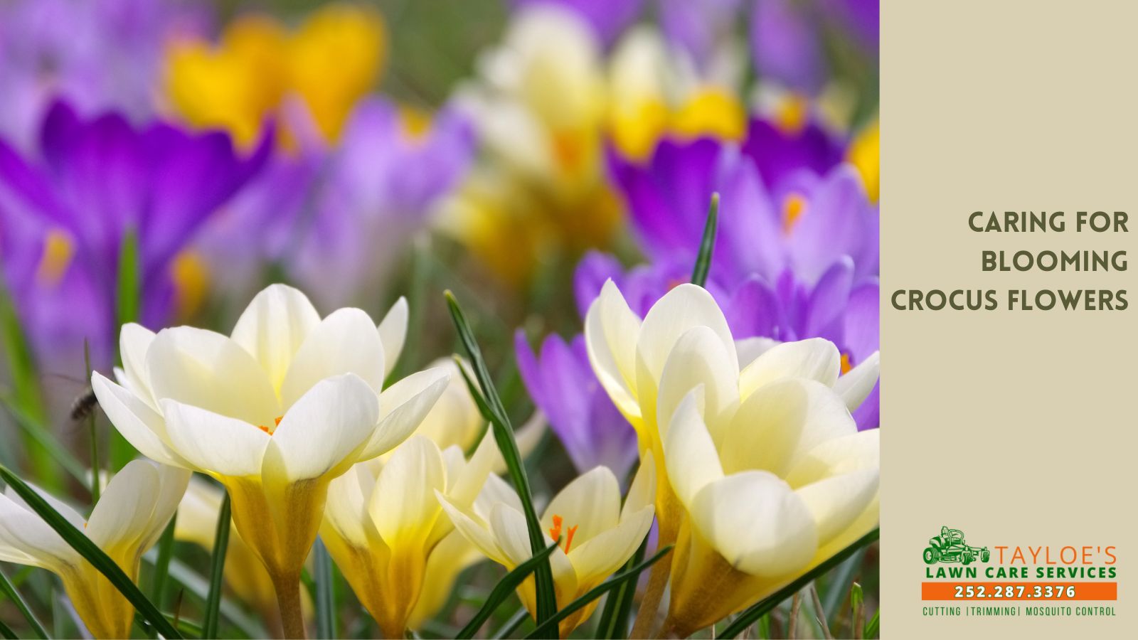 Crocus Home Care